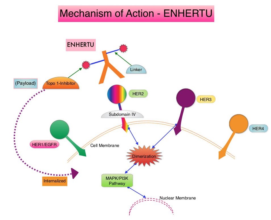 ENHERTU® in HER2-Mutant Non Small Cell Lung Cancer – ChemoPrescribe LLC.