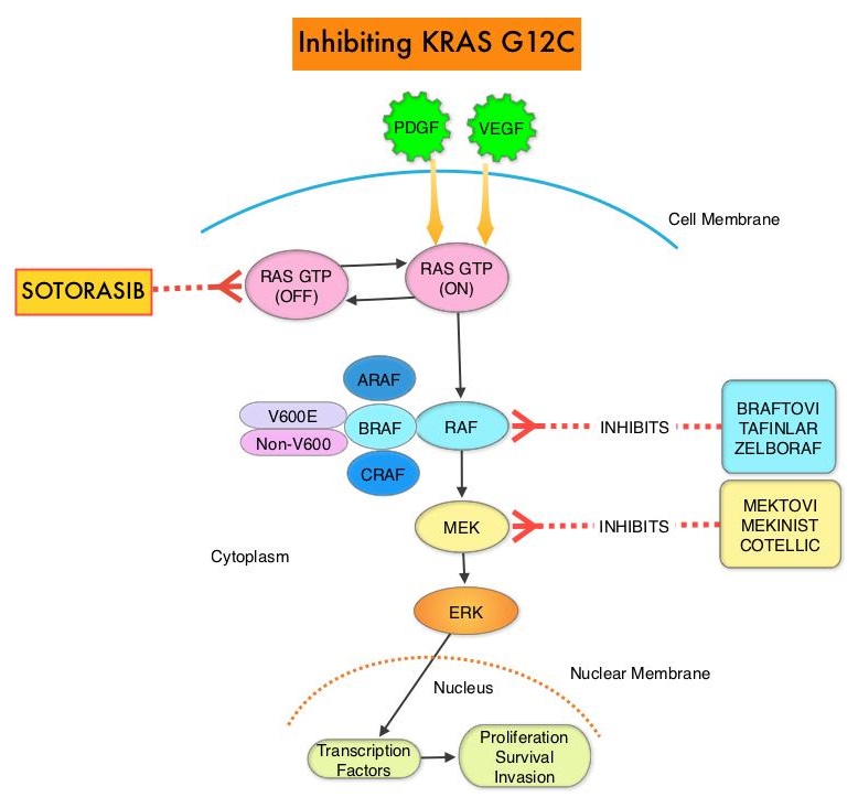 Overall Survival at 2 Years with LUMAKRAS® for KRAS G12C Positive Non ...